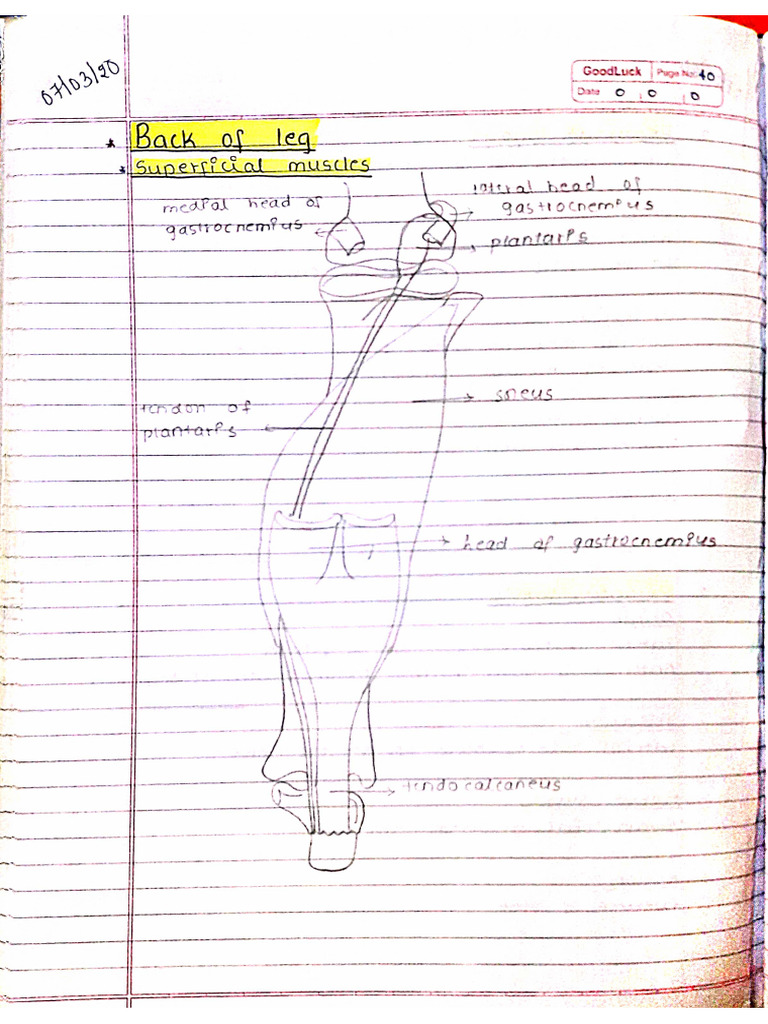 Back of leg Anatomy notes | PDF