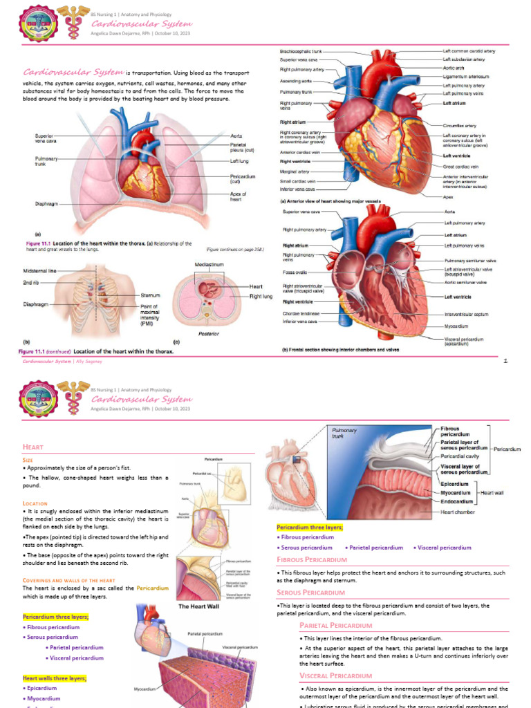 4.Cardiovascular-system | PDF | Heart Valve | Heart