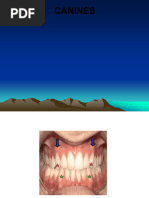 Canine Tooth Anatomy Overview | PDF | Dental Anatomy | Tooth