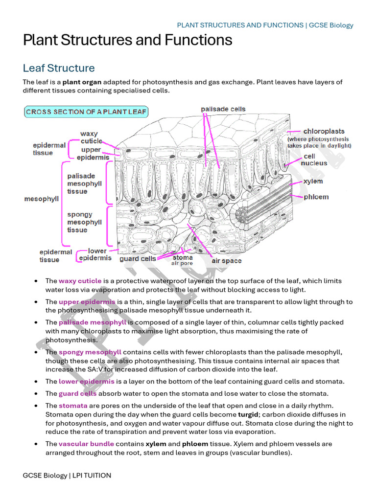 Summary - Plant Structures and Functions | PDF | Leaf | Stoma