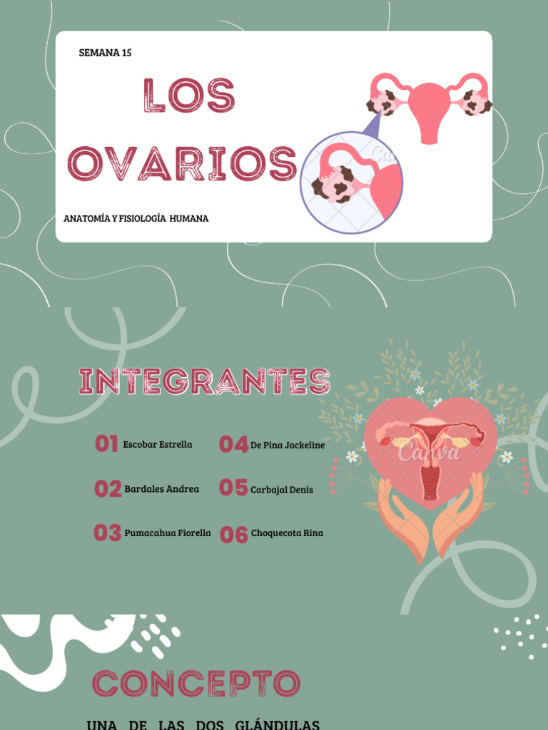 Anatomía y Funciones de los Ovarios | PDF | Ovario | Ciclo menstrual
