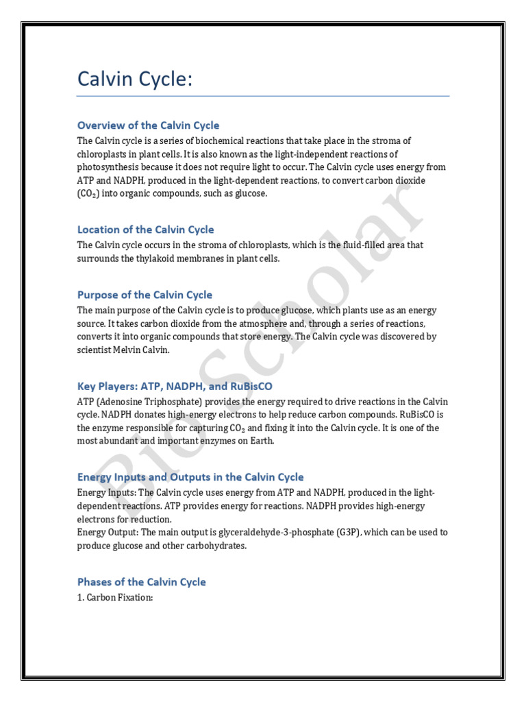Calvin_Cycle_MS_Notes_ | PDF | Biochemistry | Chemistry
