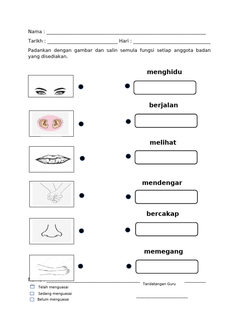 Lembar Kerja Fungsi Anggota Tubuh | PDF