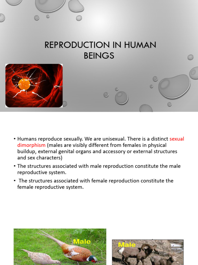 PPT_Reproduction in Human Beings | PDF | Menstrual Cycle | Reproductive ...