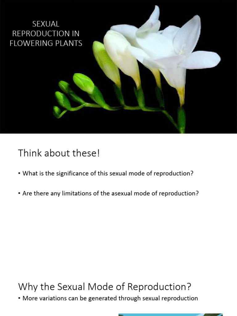 Ppt_sexual Reproduction in Plants | PDF | Sexual Reproduction | Flowers