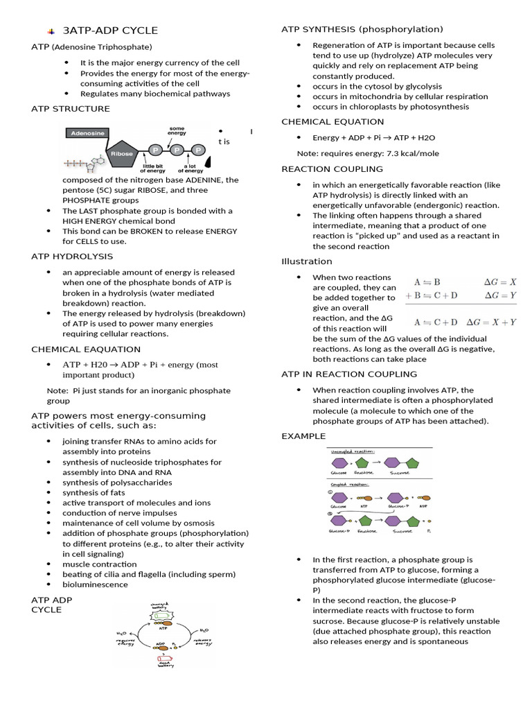 Biology Reviewer 2nd Grading | PDF | Cellular Respiration | Adenosine Triphosphate