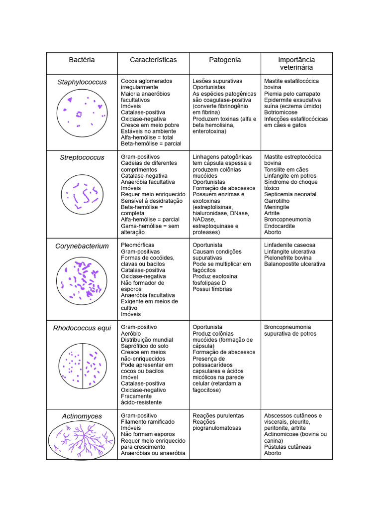 Micro Tabela_240817_113955_240818_204636 | PDF | Estreptococos ...