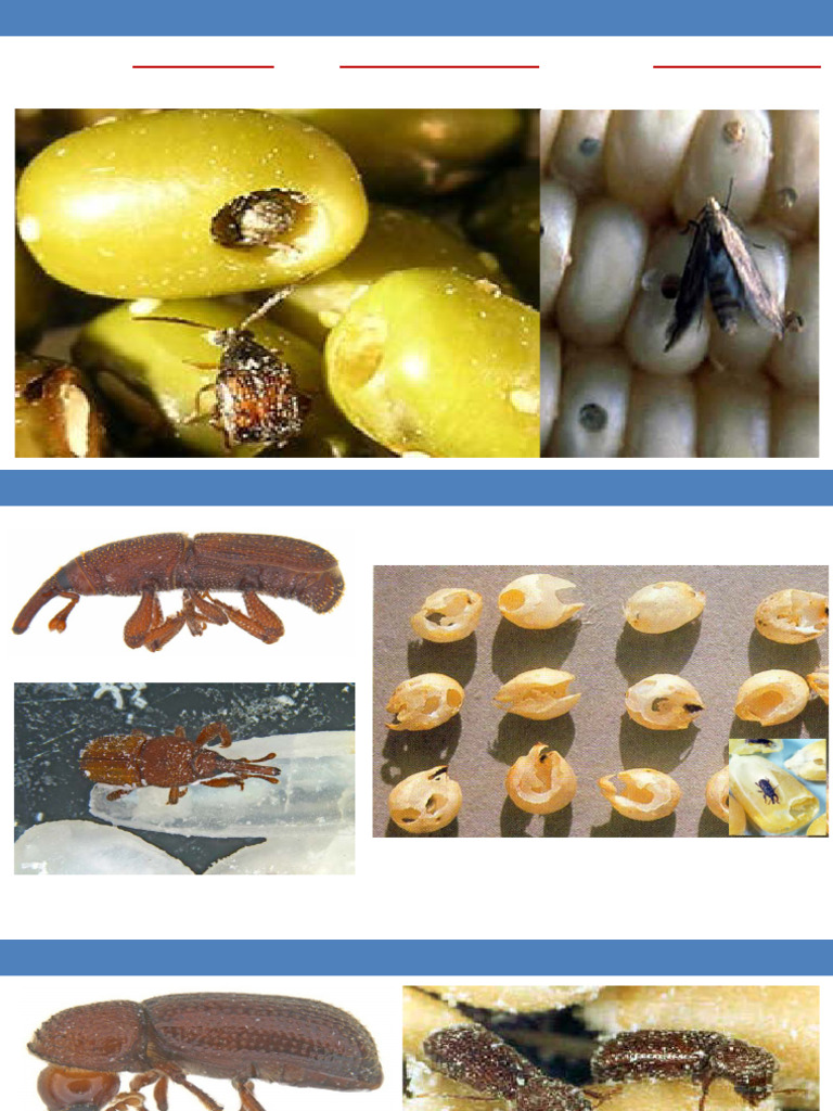 Internal Feeders of Stored Grains Management | PDF | Beetle | Insects ...