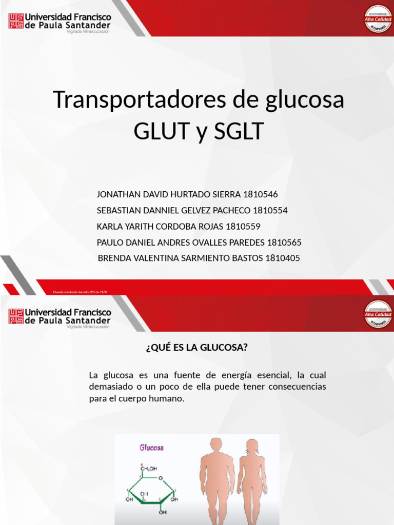 Transportadores de Glucosa Glut Sglt | PDF