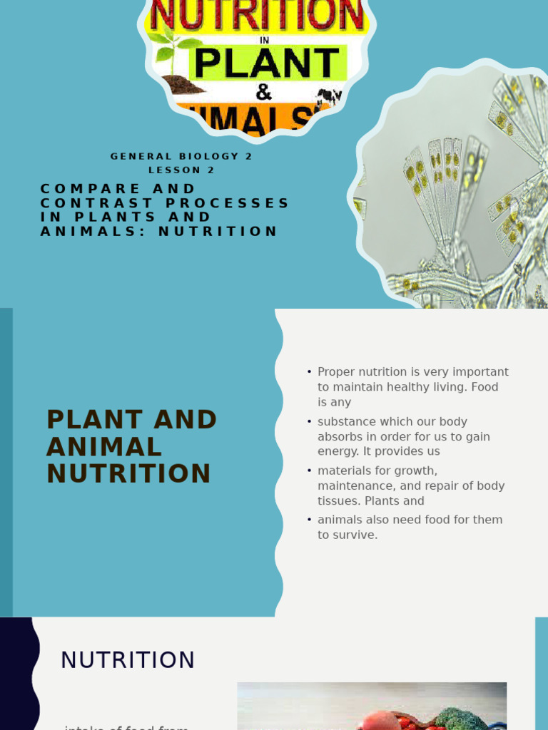 Plant and Animal Nutrition Processes | PDF | Human Digestive System ...