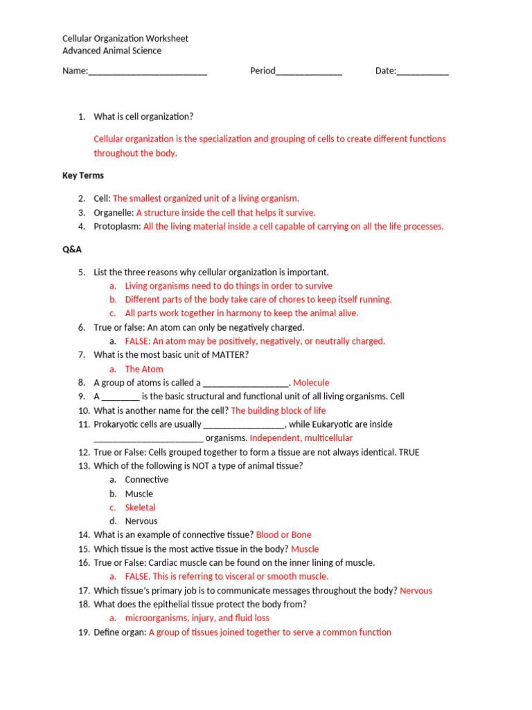 Cell Organization Worksheet | PDF | Cell (Biology) | Tissue (Biology)