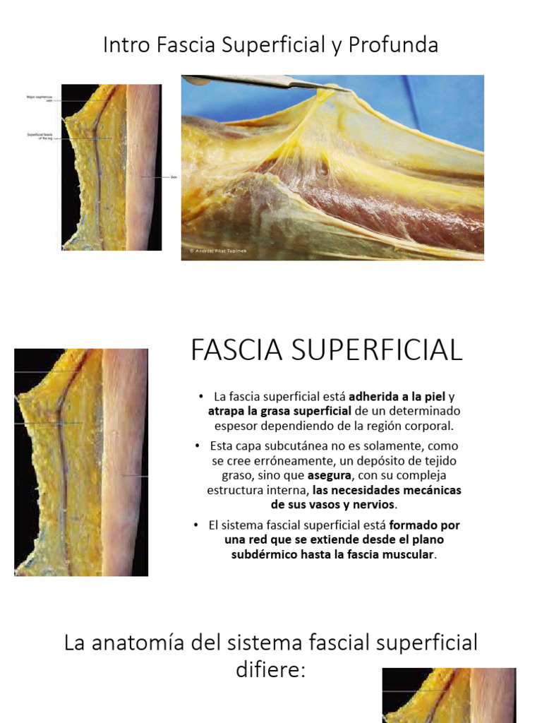 Intro Fascia Superficial y Profunda | PDF | Músculo | Nervio