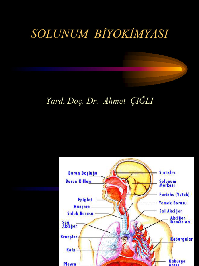 10-Kan Gazlari Biyokimyası | PDF