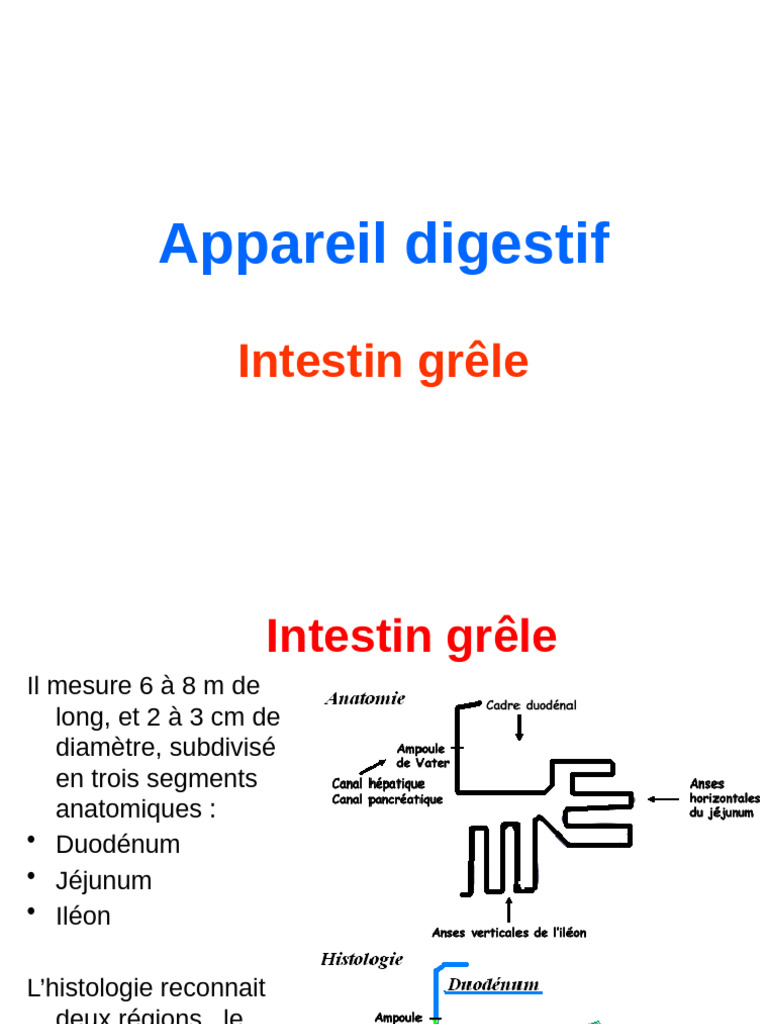 Histologie de l'intestin grêle | PDF | Tractus gastro-intestinal ...