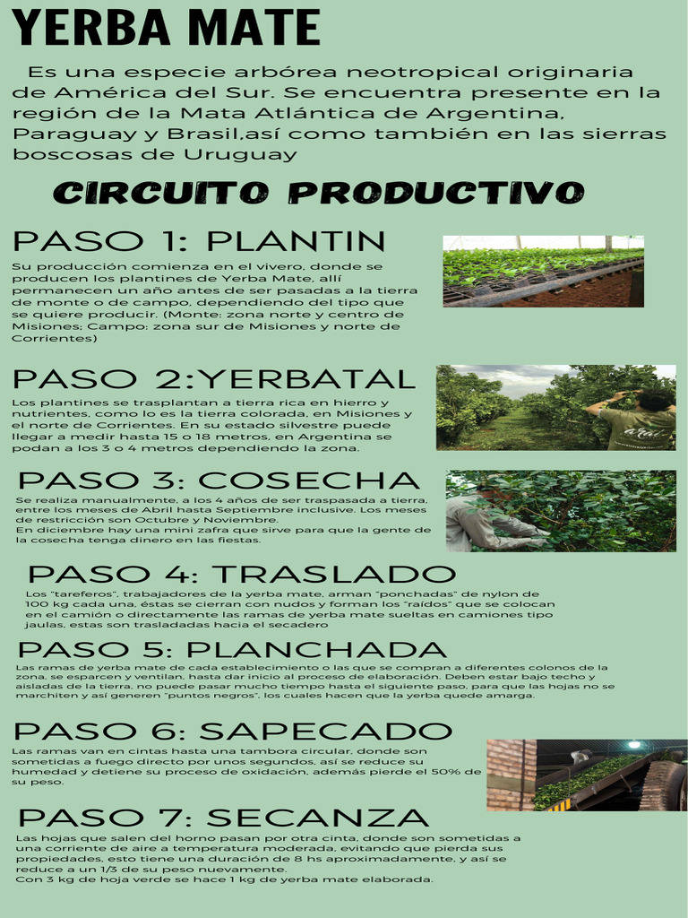 Yerba Mate - 20241025 - 123614 - 0000 | PDF