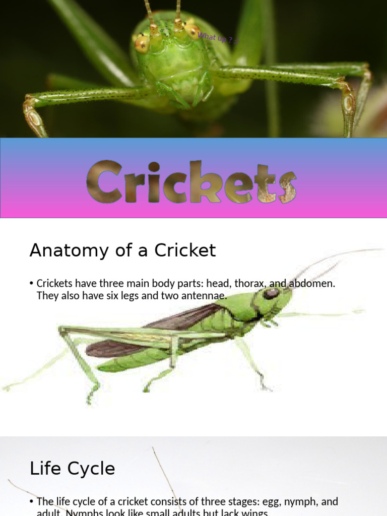 Introduction To Crickets | PDF