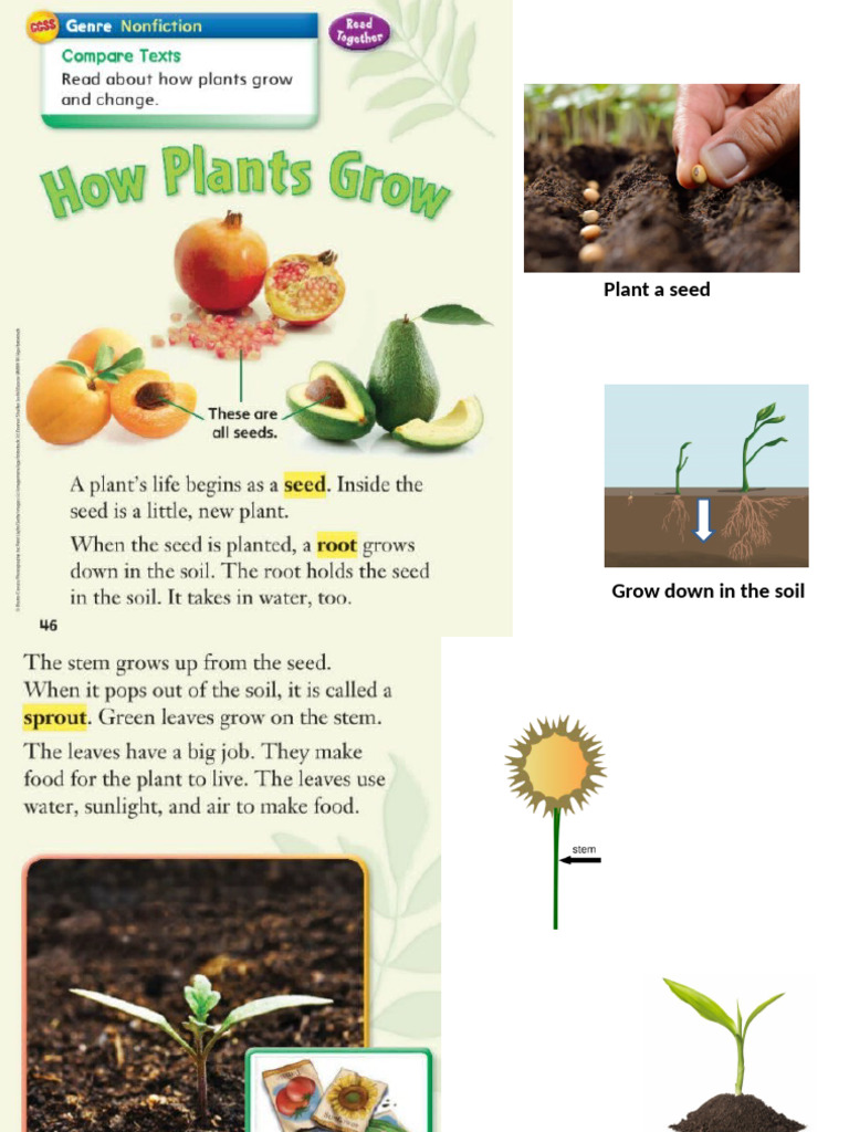 How Plants Grow | PDF