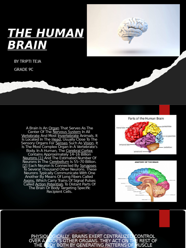 The Human Brain | PDF | Brain | Neuron