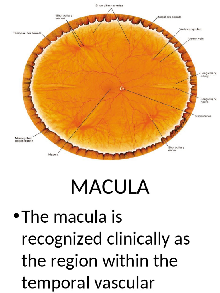 Fundus | PDF | Retina | Human Eye