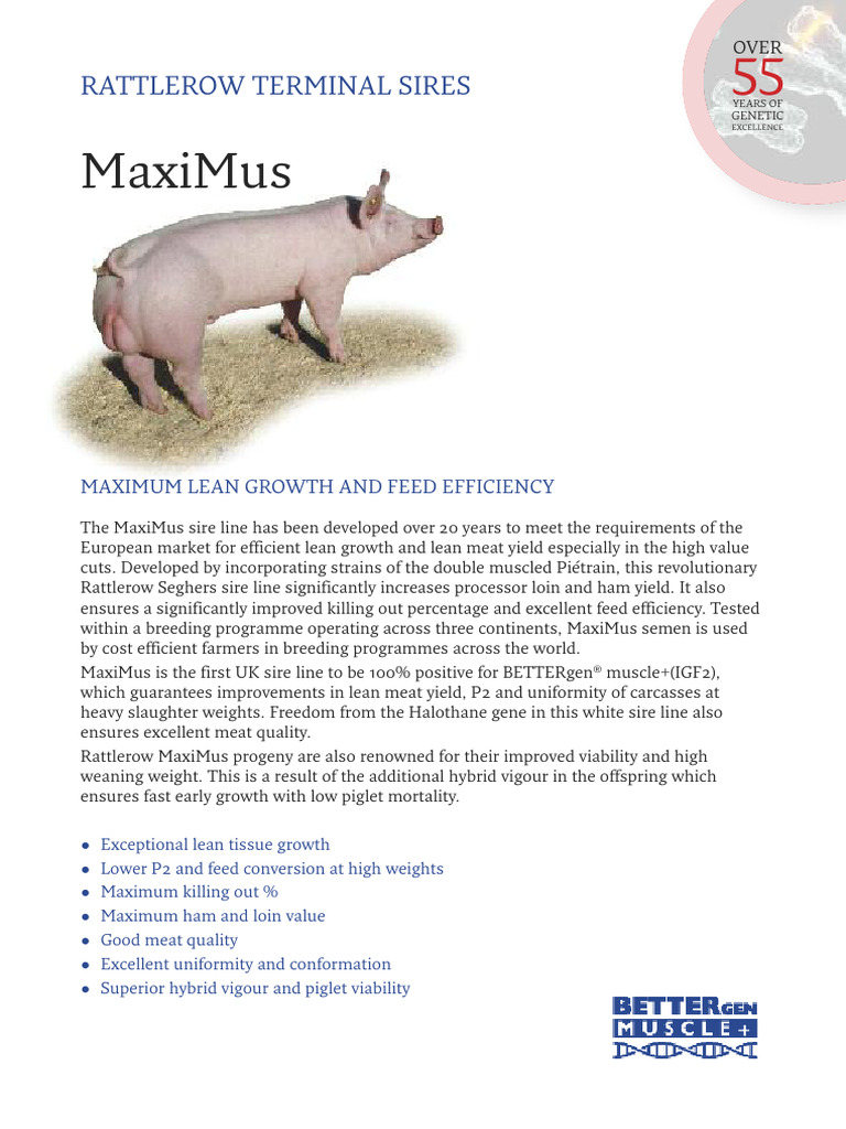 Rattlerow Terminal Sires | PDF | Meat | Natural Selection