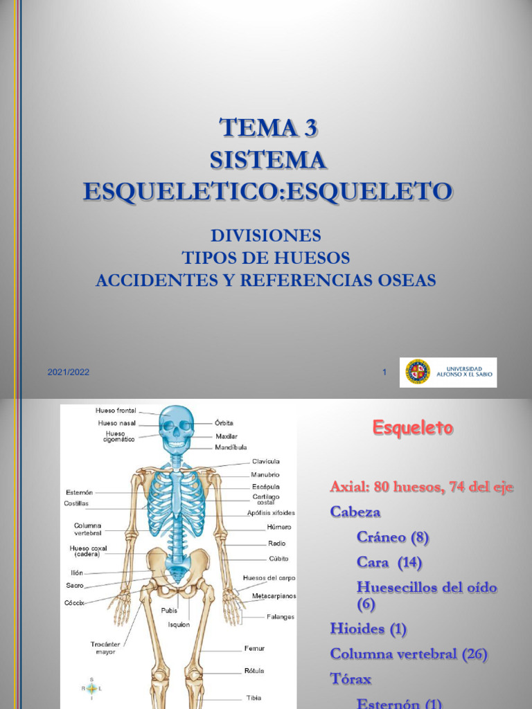 TEMA 3-ESQUELETO | PDF | Hueso | Esqueleto