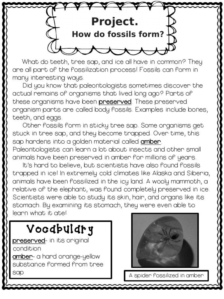 How Fossils Form: Body and Amber Fossils | PDF