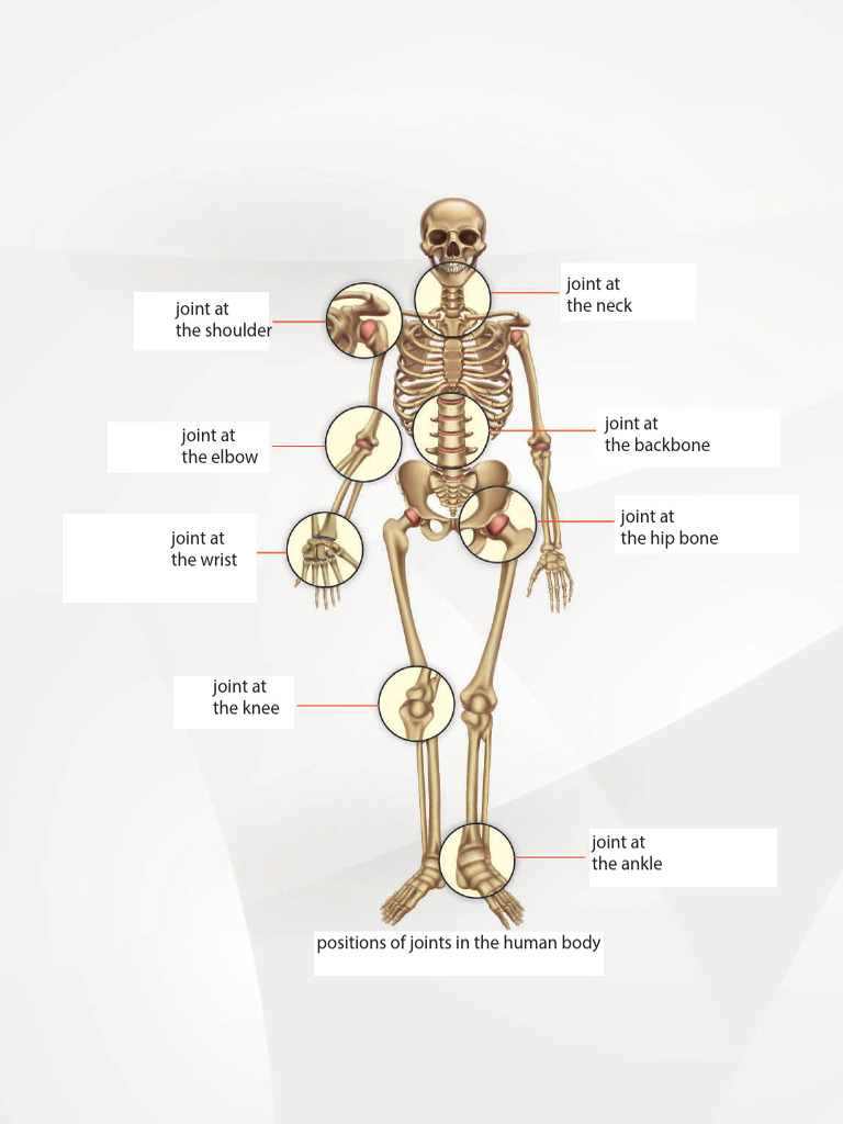 Positions of Joints | PDF