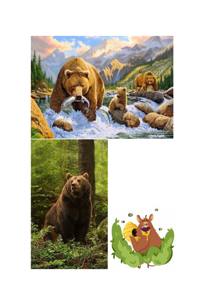 Oso | PDF