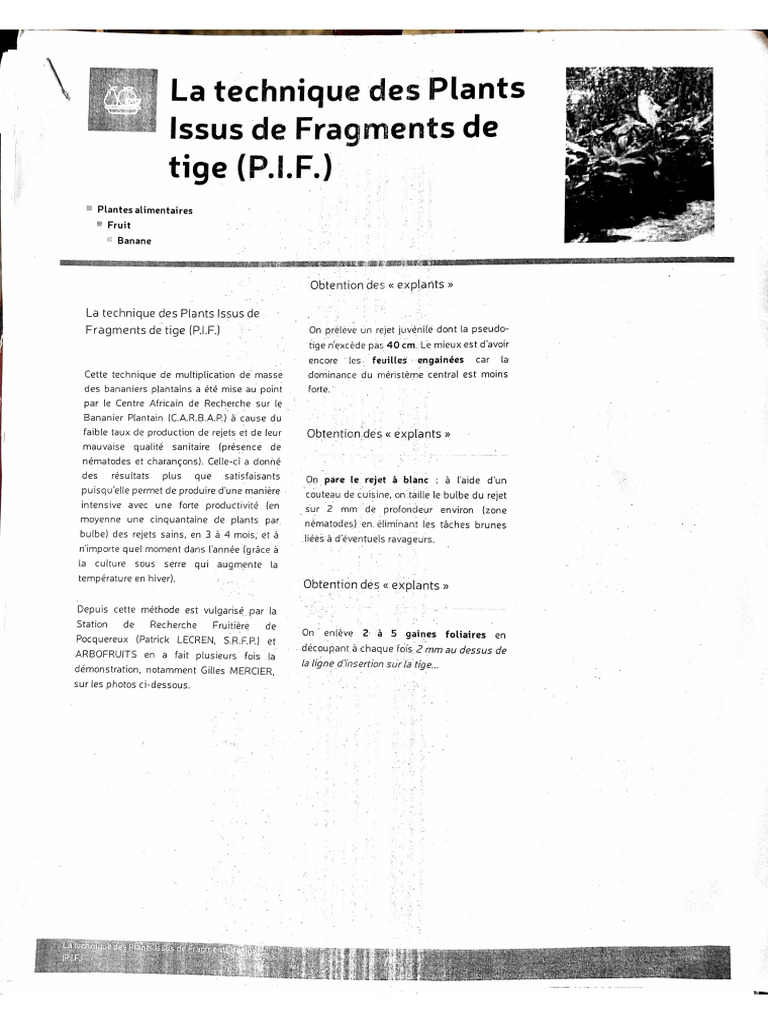 Pif | PDF