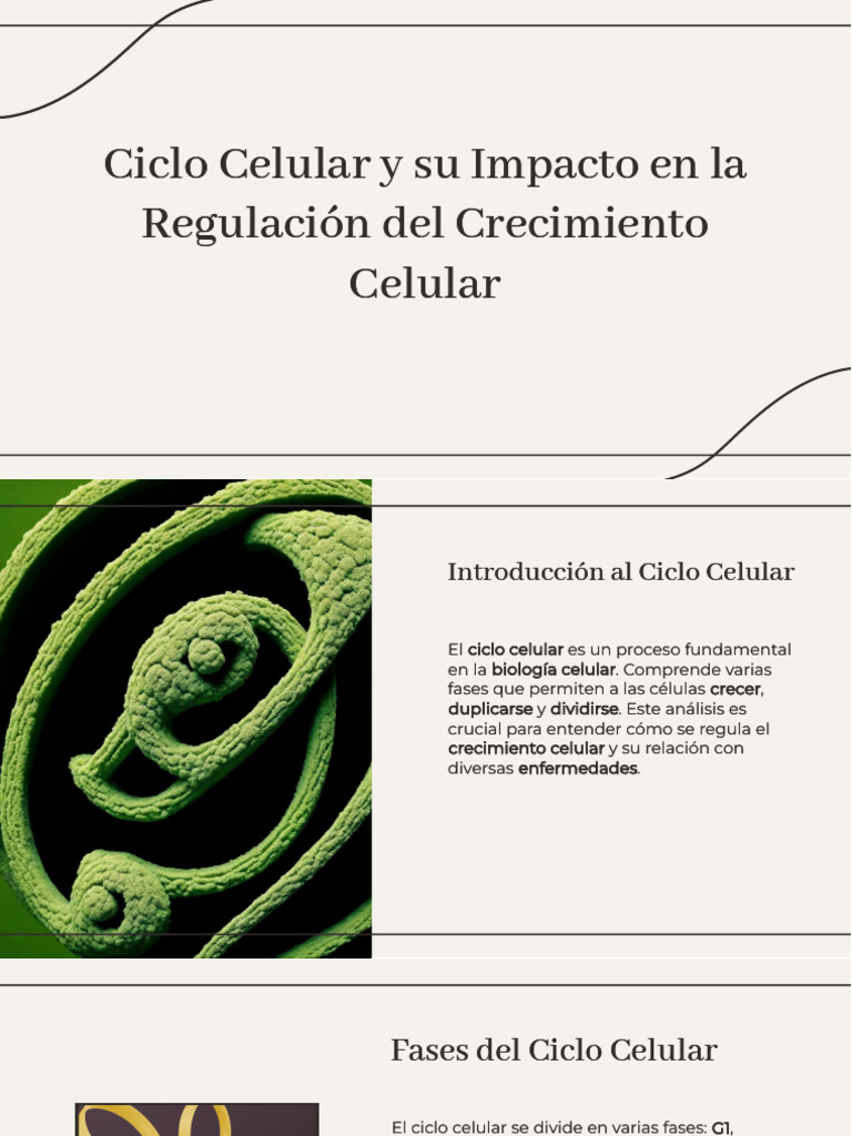 Ciclo Celular | PDF