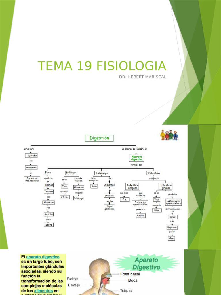 Tema 19 Fisiologia | PDF