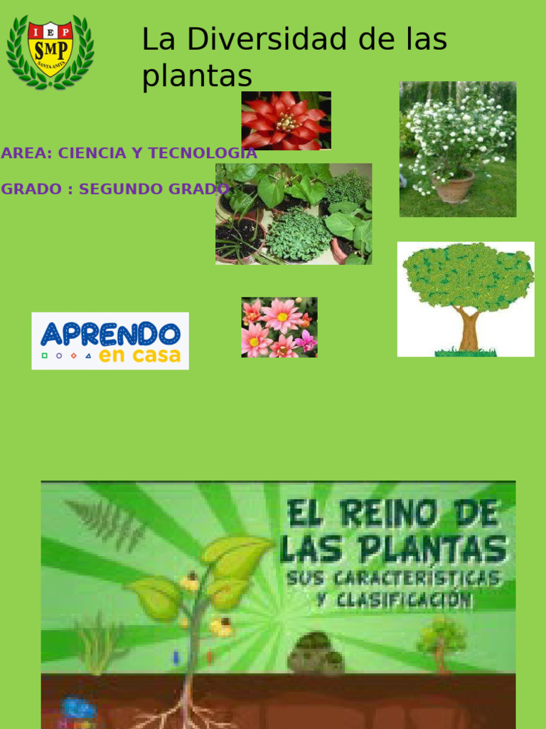 DIVERSIDAD DE LAS PLANTAS 14-06-2021 | PDF