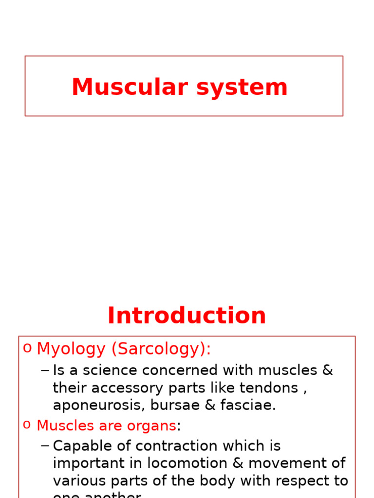 Introduction To Muscular System | PDF | Muscle | Muscle Contraction