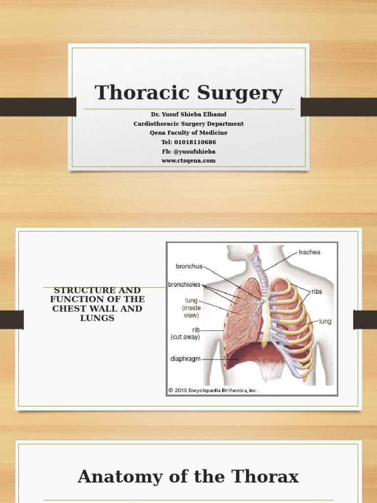 Anatomy 1 | PDF | Thorax | Vertebra
