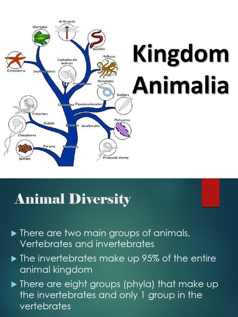 Animal Diversity Updated | PDF | Sponge | Anatomy