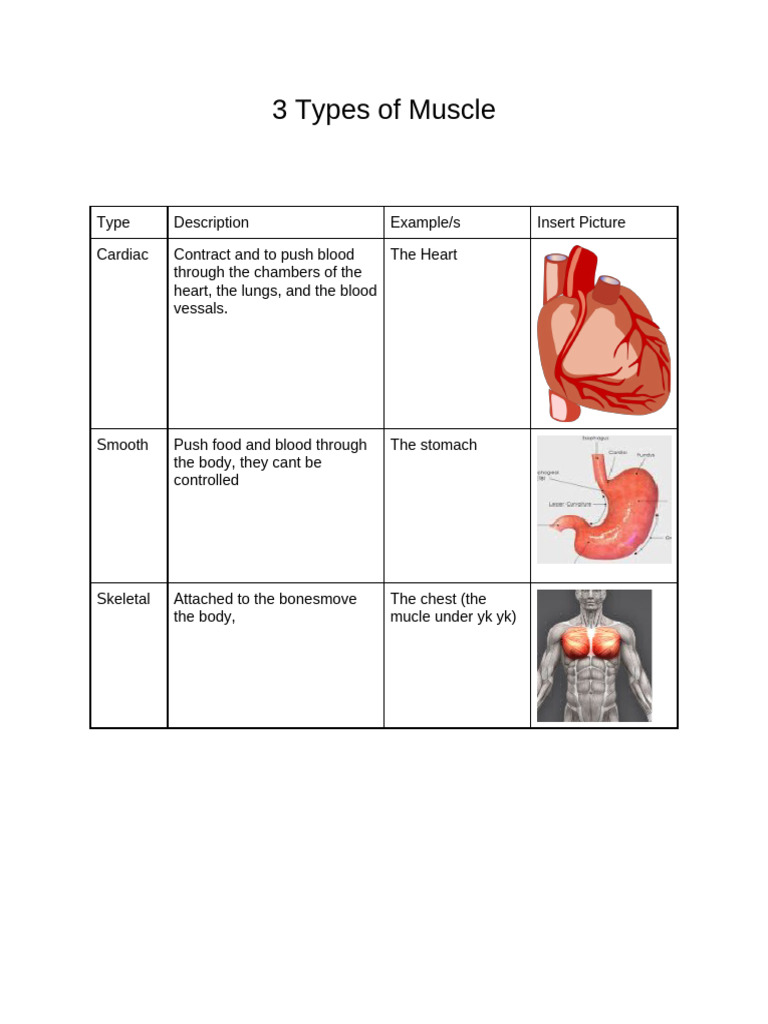 3 Types of Muscle | PDF