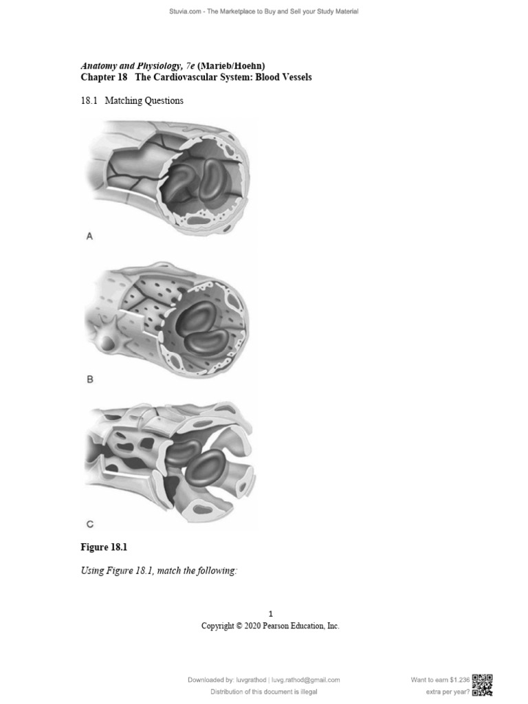 Blood Vessels 1 15 | PDF | Shock (Circulatory) | Artery