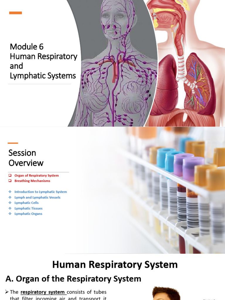 Module 5 Human Respiratory and Lymphatic Systems | PDF | Respiratory ...