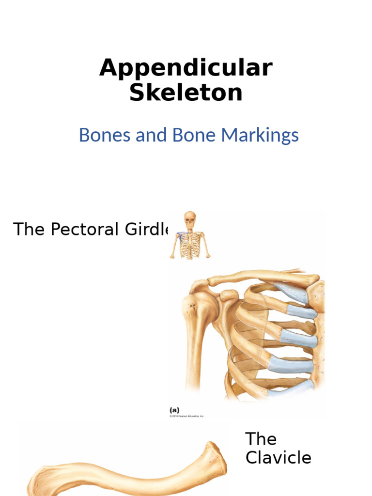 Appendicular Skeleton Overview | PDF | Pelvis | Foot