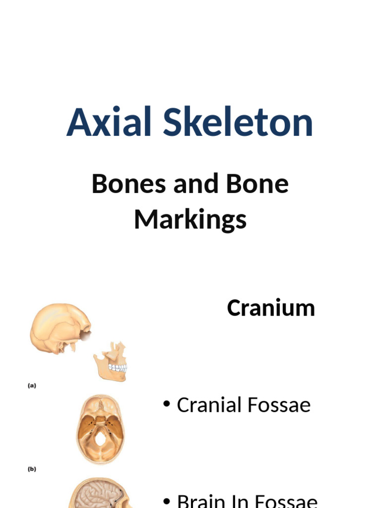 Axial Skeleton | PDF | Vertebra | Skull