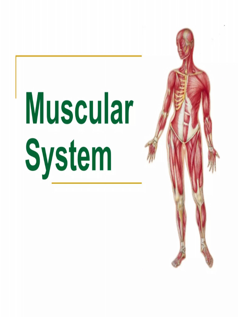 Muscular System | PDF