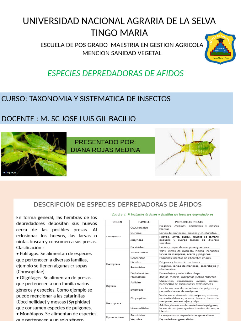 Rojas. Depredadores de Afidos 1 | PDF | Insectos | Coccinellidae