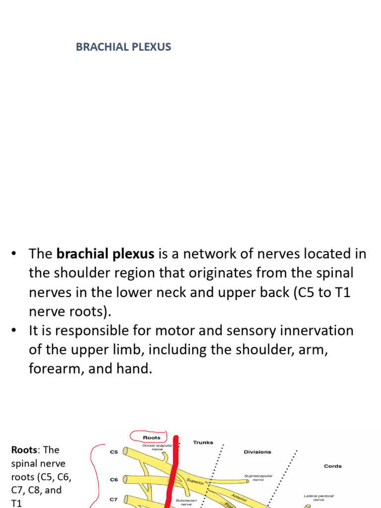Brachial Plexus | PDF | Musculoskeletal System | Human Anatomy
