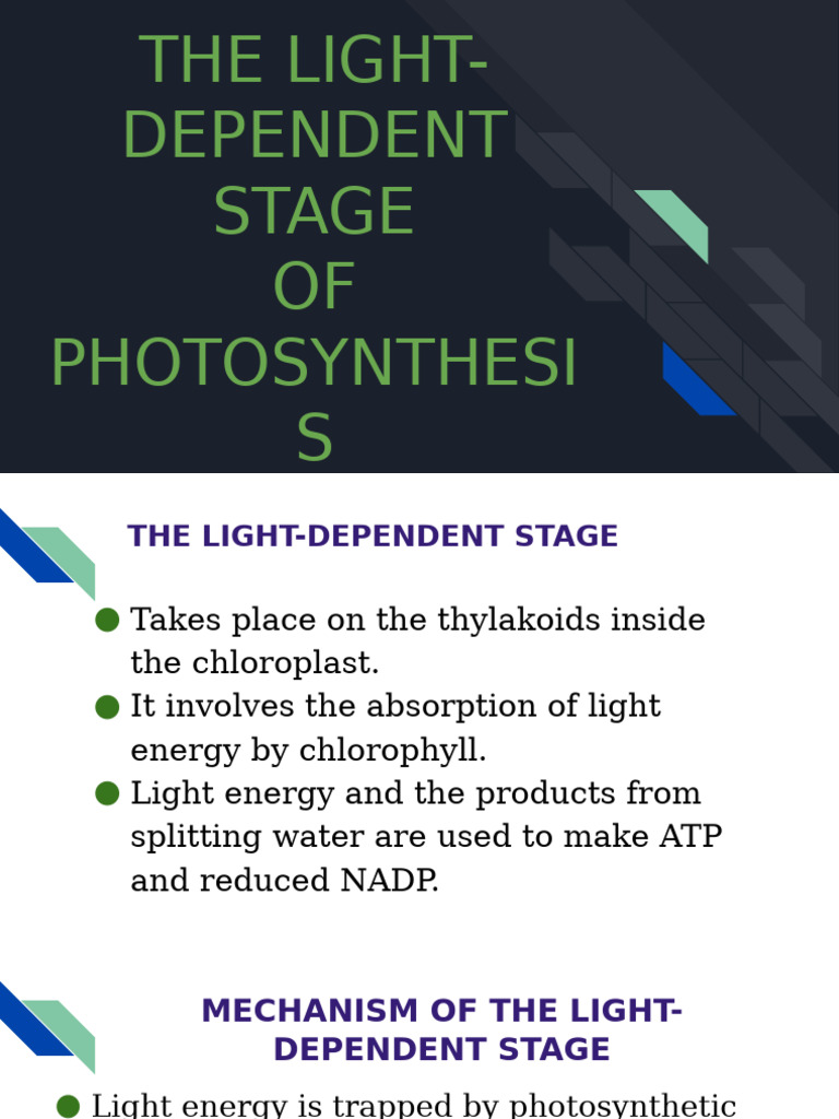 The Light Dependent Stage of Photosynthesis | PDF | Chlorophyll ...