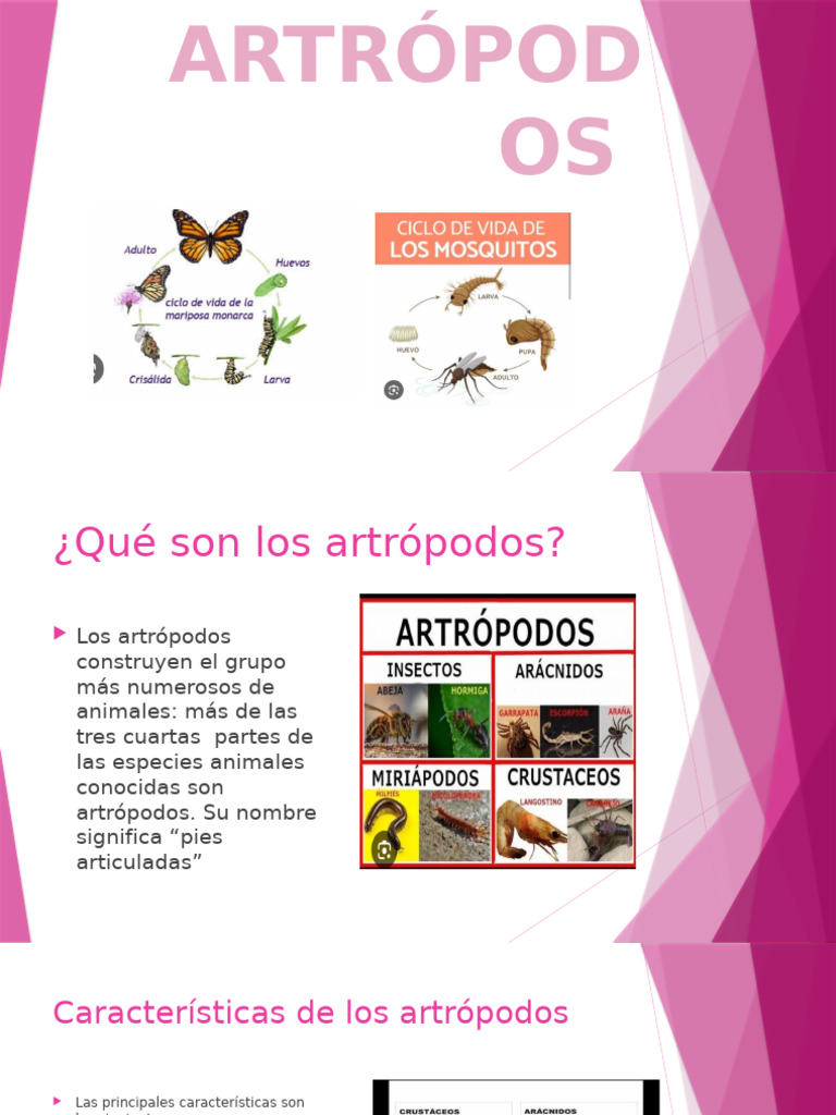 Características y Clasificación de Artrópodos | PDF | Insectos | Crustáceo