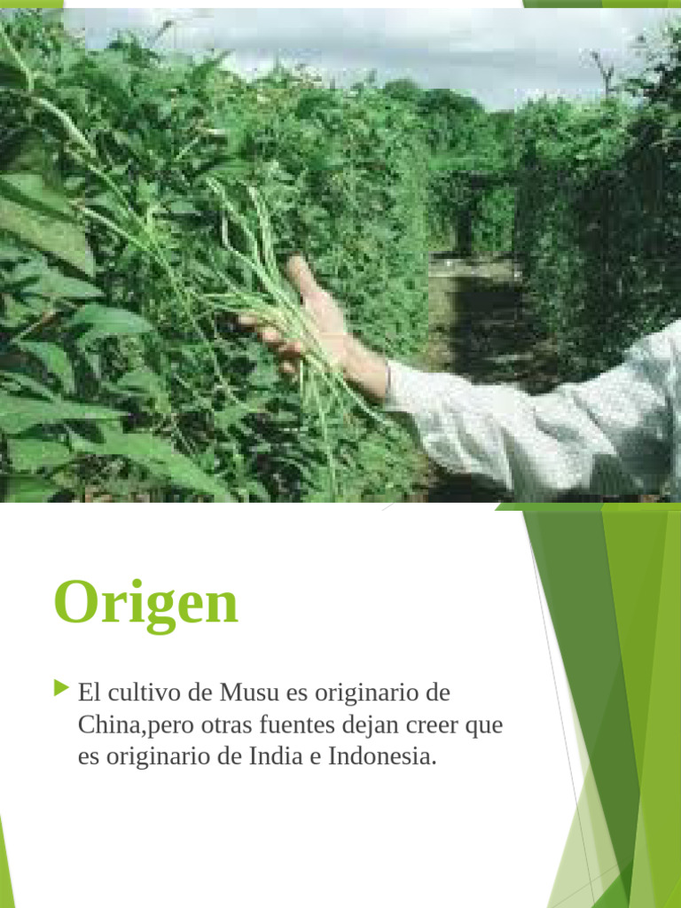 Cultivo y manejo del Musu en RD | PDF | Fertilizante | Riego
