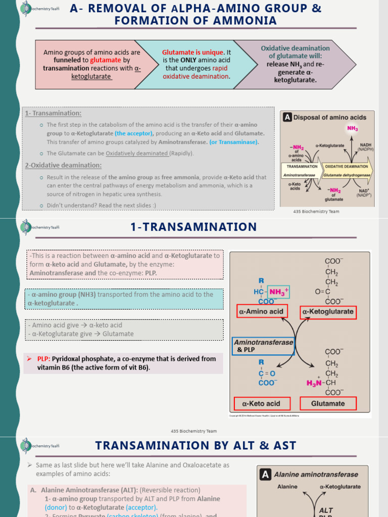 10- Urea cycle (updated).. _copy(marked slides) | PDF | Transaminase ...