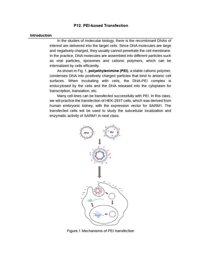 P12 PEI Transfection | PDF | Transfection | Hek 293 Cells