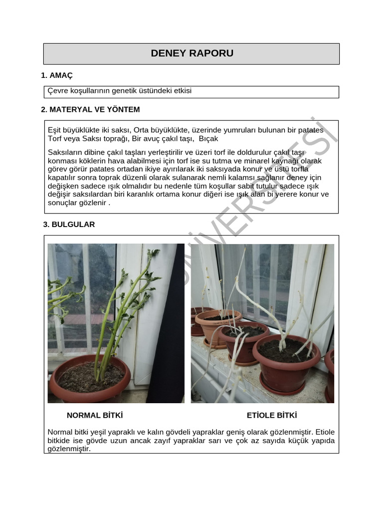 Etiole Bitki | PDF