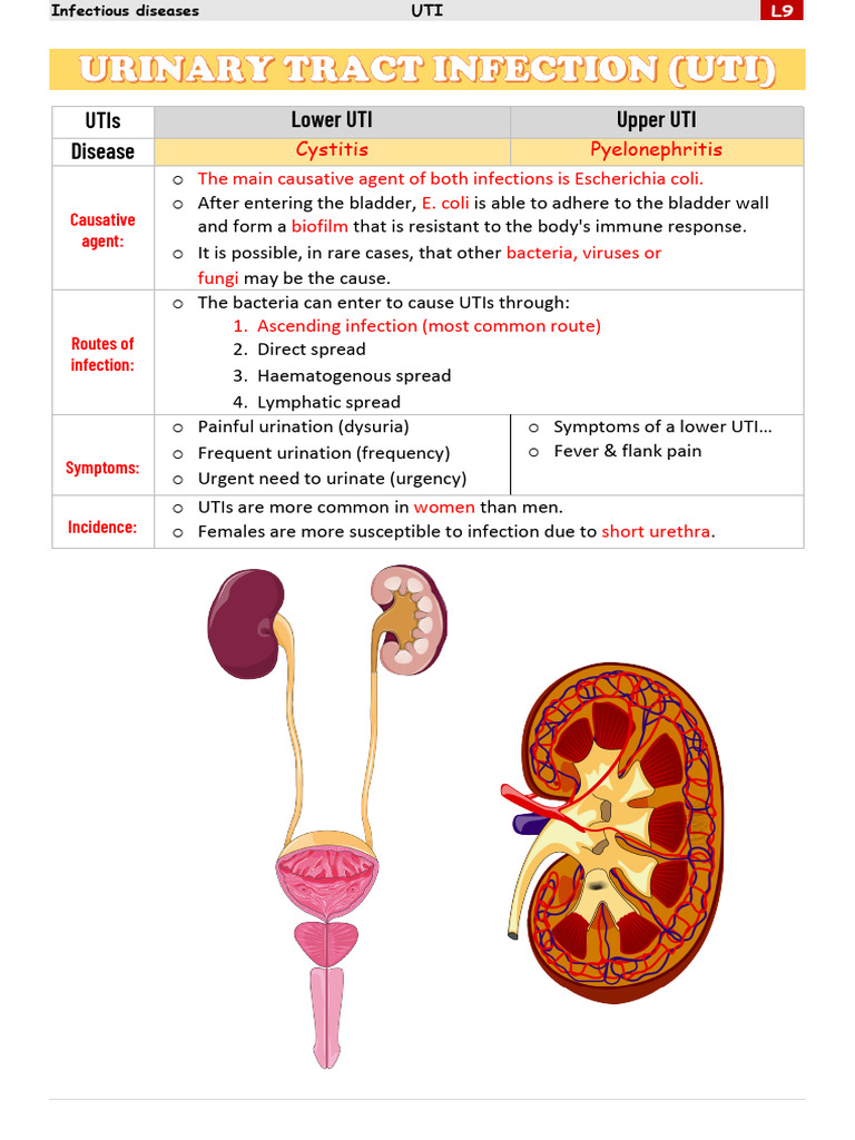 Urinary Tract Infections by DR Hussein Sabry | PDF | Urinary Tract Infection | Microbiology